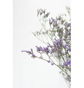 Limonium/Solidago - Floralvia.es